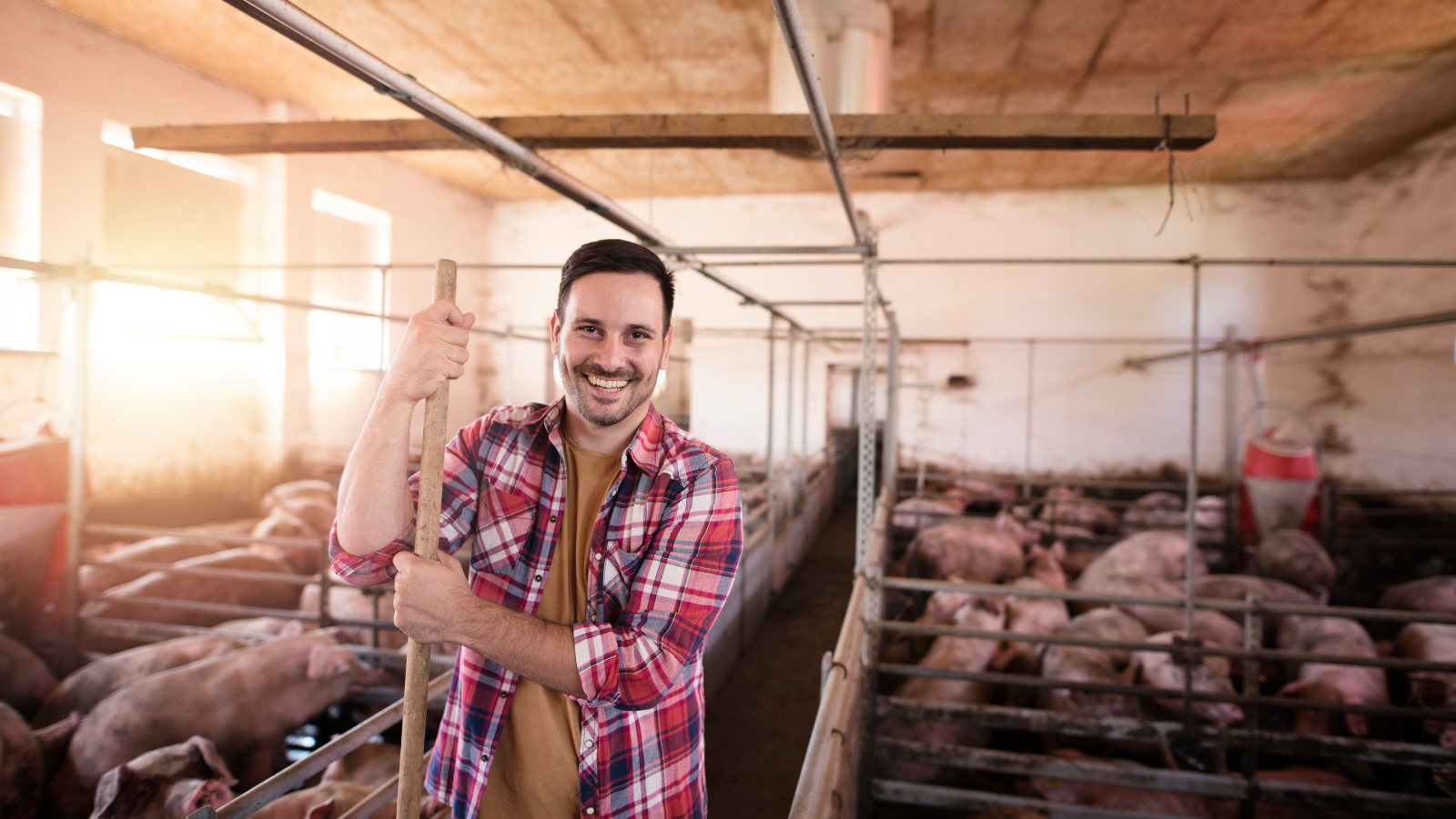 Pig'UP logiciel de gestion d'élevage porcin - SIGA